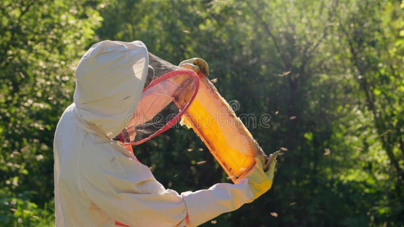 Beekeeper Works in an Apiary with a Beehive Stock Video - Video of farm ...