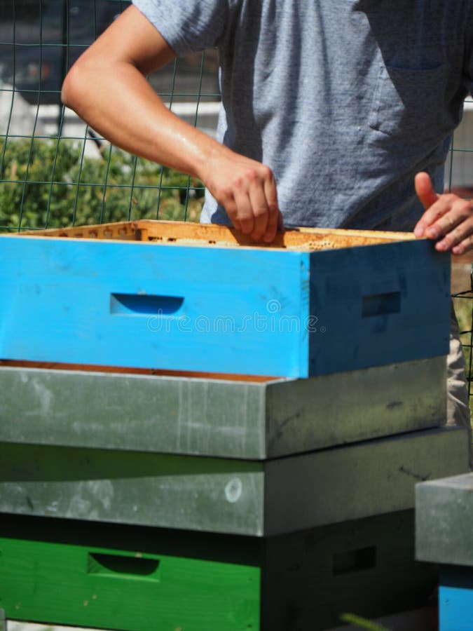 Master Bee Keeper Pulls Out a Frame with Honey from the Beehive in the ...