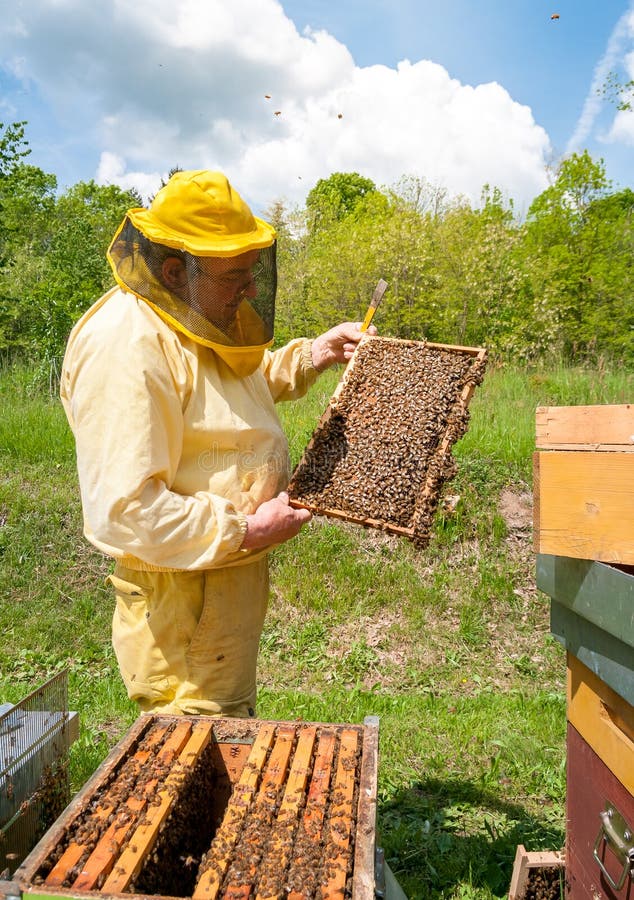Beekeeper is Working with Bees and Beehives on the Apiary Stock Image ...