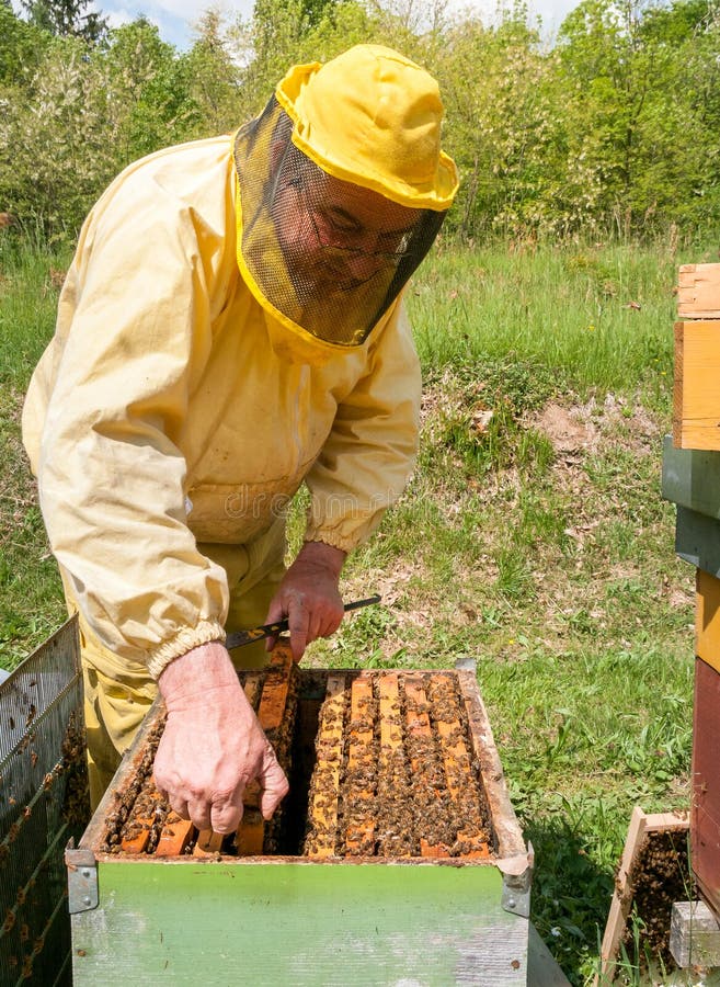 Beekeeper is Working with Bees and Beehives on the Apiary Stock Photo ...