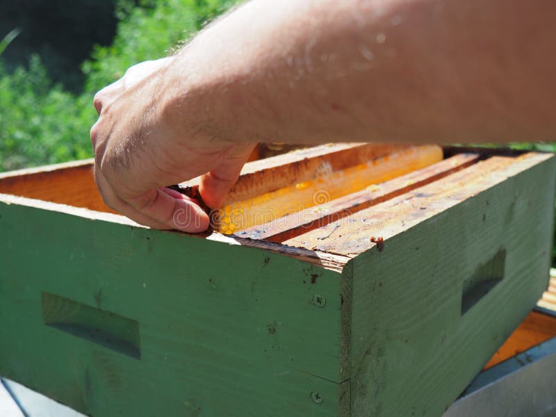 Master Bee Keeper Pulls Out a Frame with Honey from the Beehive in the ...