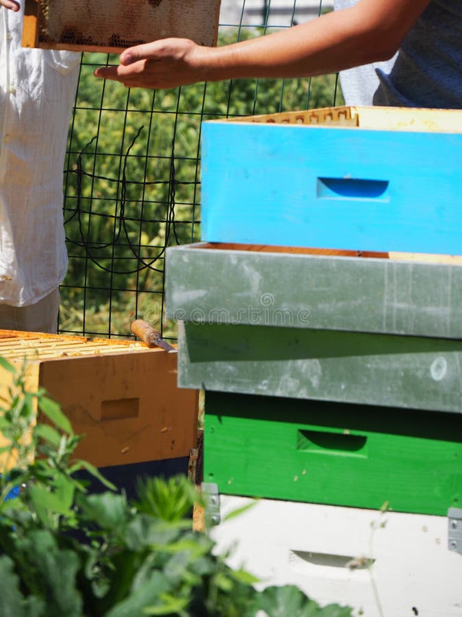 Master Bee Keeper Pulls Out a Frame with Honey from the Beehive in the ...