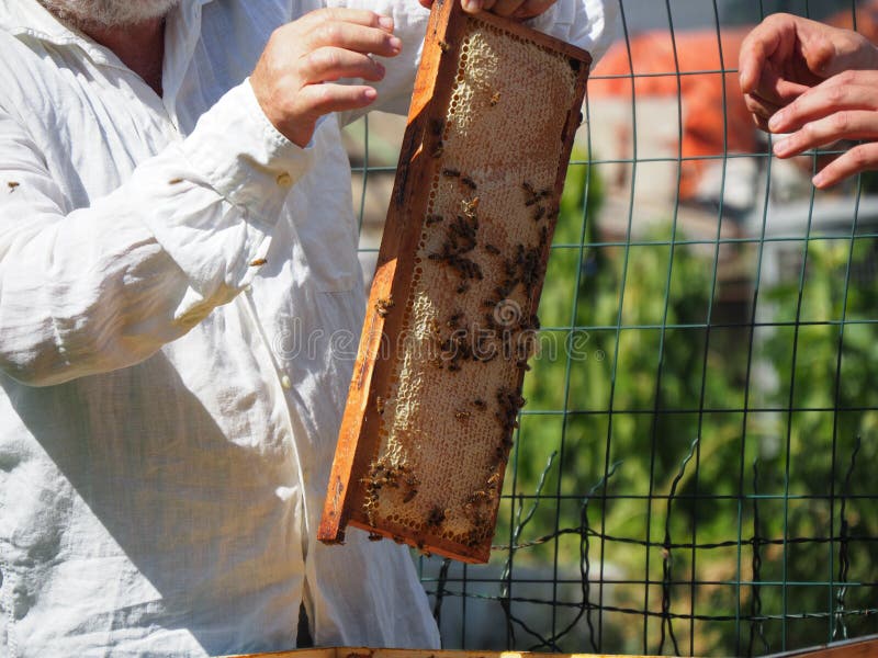 Master Bee Keeper Pulls Out a Frame with Honey from the Beehive in the ...