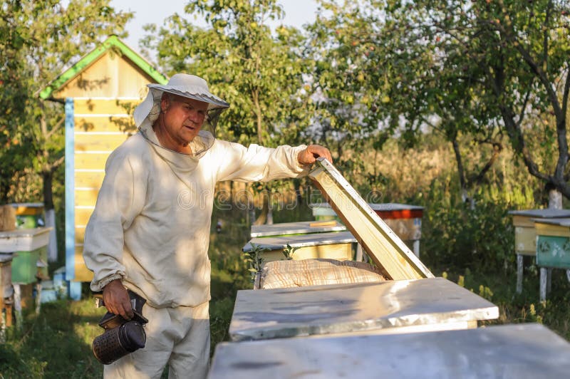 Beekeeper is Working with Bees and Beehives on the Apiary. Stock Photo ...