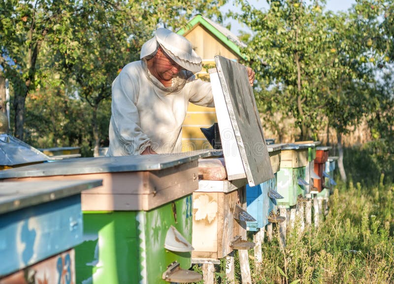 Beekeeper is Working with Bees and Beehives on the Apiary. Stock Photo ...