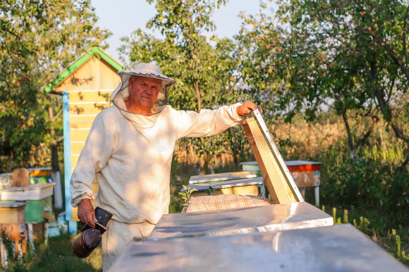Beekeeper is Working with Bees and Beehives on the Apiary. Stock Photo ...