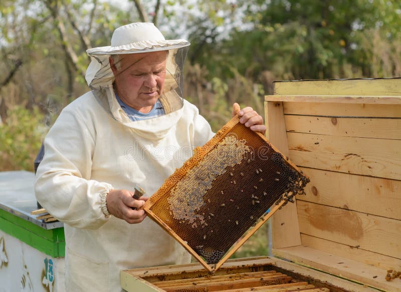 Beekeeper is Working with Bees and Beehives on the Apiary. Stock Image ...
