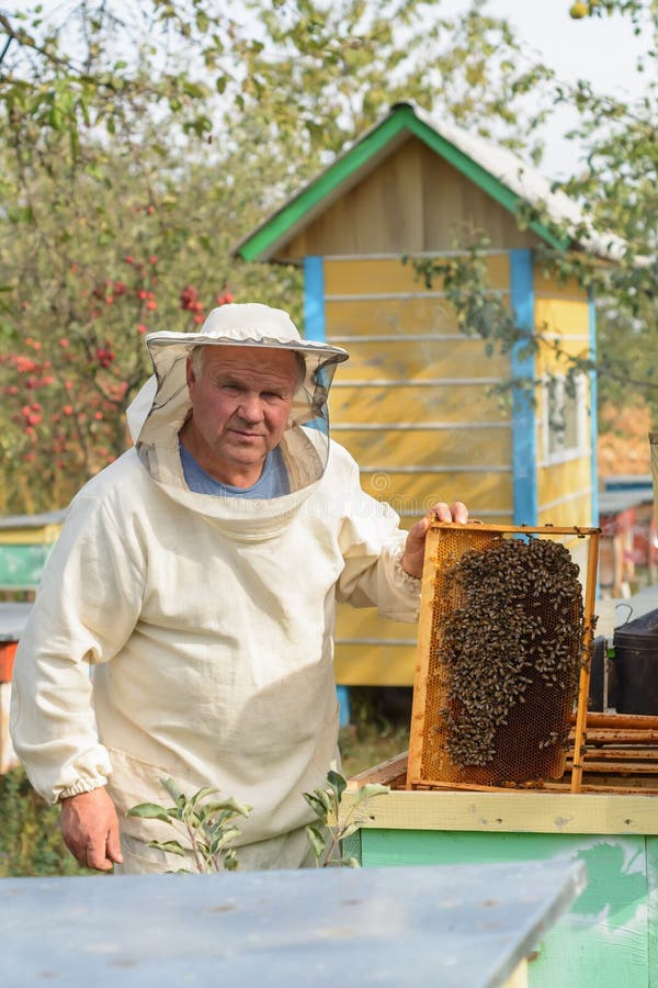 Beekeeper is Working with Bees and Beehives on the Apiary. Stock Image ...