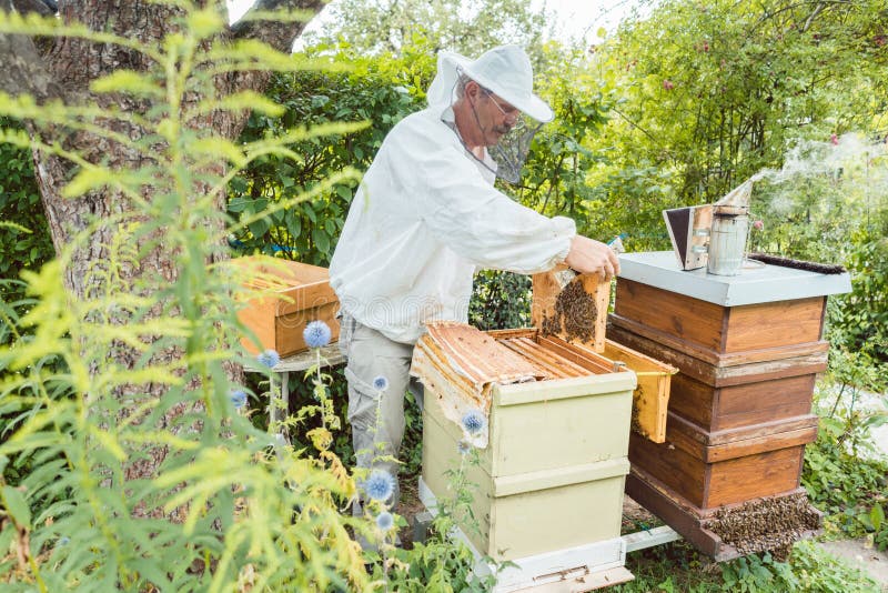 Beekeeper is Working with Bees and Beehives on Apiary. Bees on ...