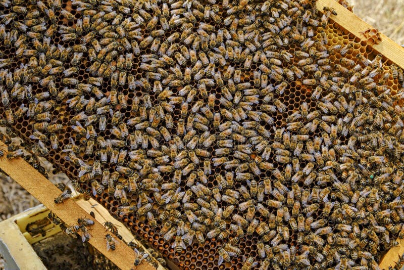 Beekeeper is Working with Bees and Hives in Apiary. Bees on the ...