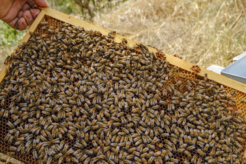 Beekeeper is Working with Bees and Hives in Apiary. Bees on the ...