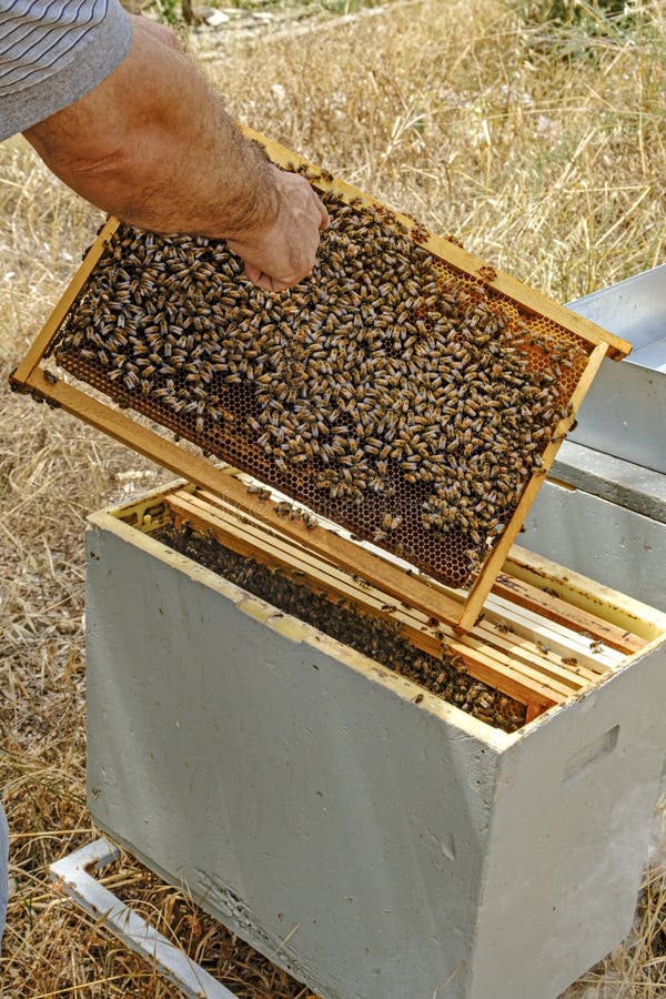 Beekeeper is Working with Bees and Hives in Apiary. Bees on the ...