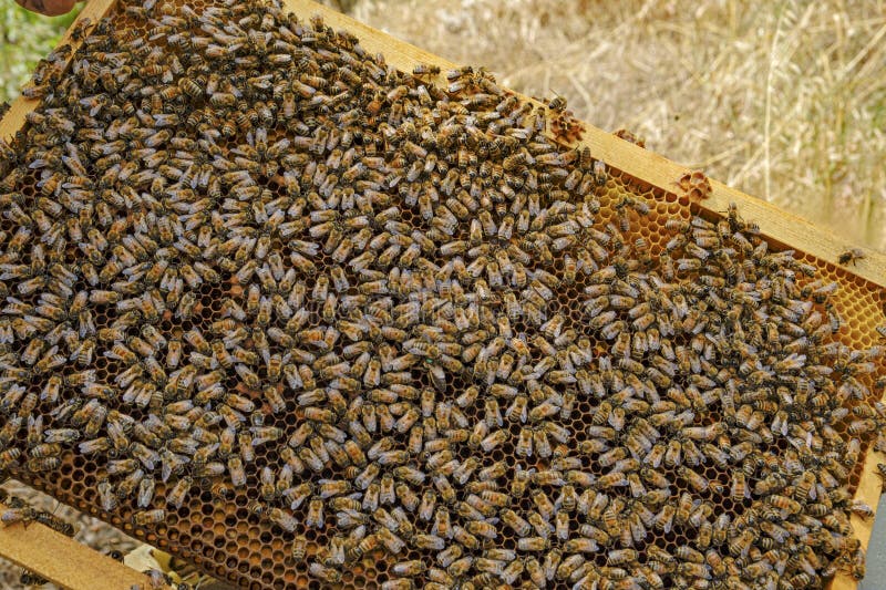 Beekeeper is Working with Bees and Hives in Apiary. Bees on the ...