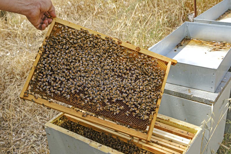 Beekeeper is Working with Bees and Hives in Apiary. Bees on the ...