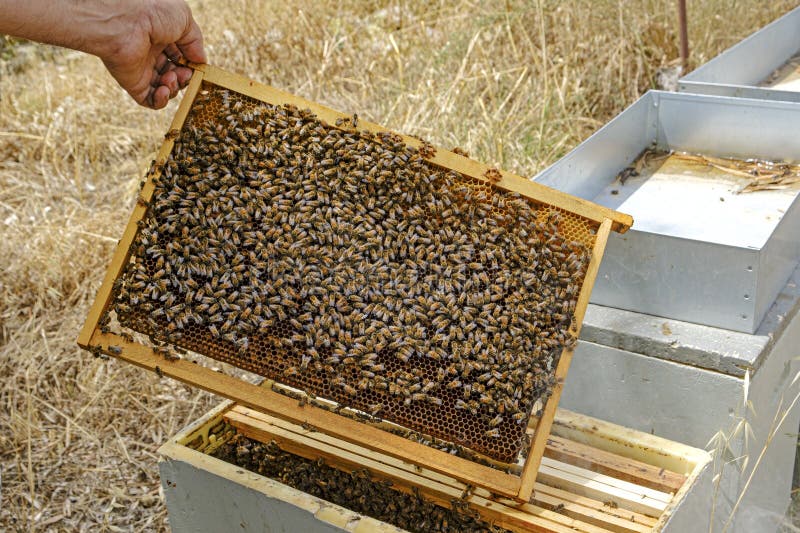Beekeeper is Working with Bees and Hives in Apiary. Bees on the ...