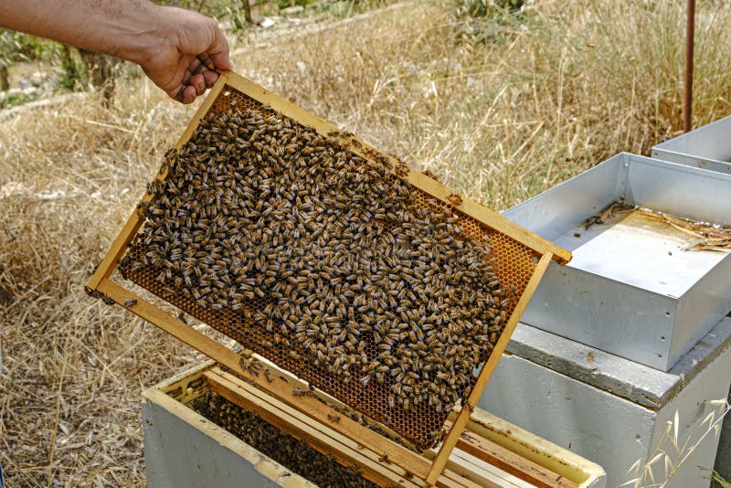 Beekeeper is Working with Bees and Hives in Apiary. Bees on the ...