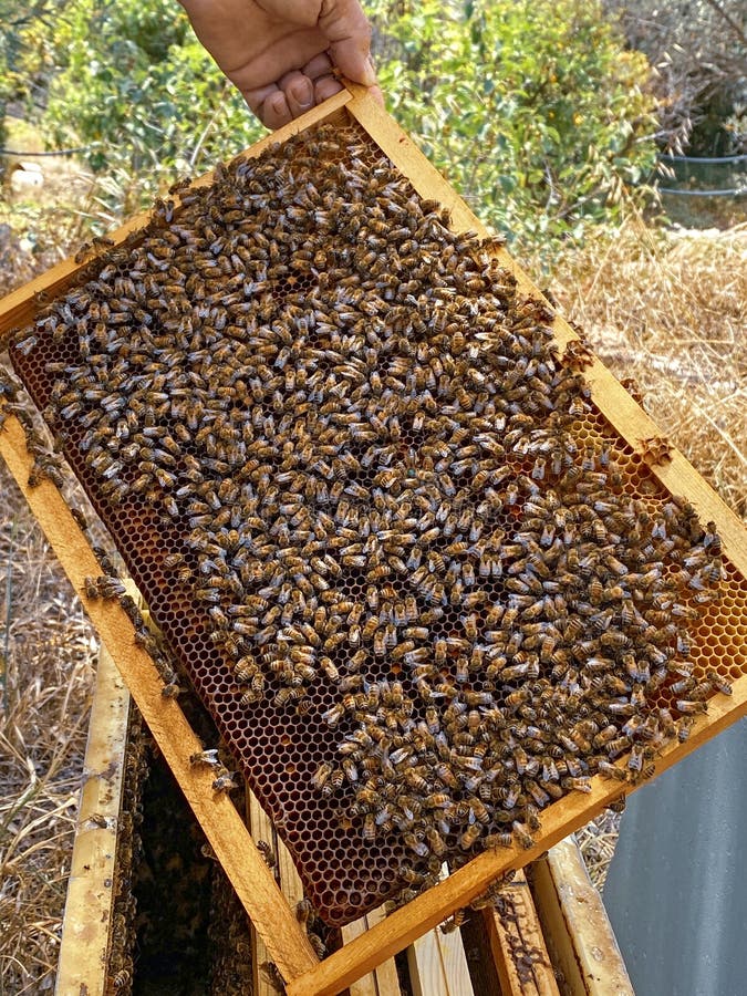 Beekeeper is Working with Bees and Hives in Apiary. Bees on the ...