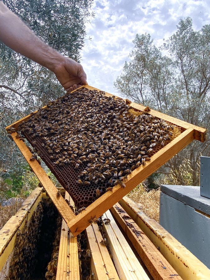 Beekeeper is Working with Bees and Hives in Apiary. Bees on the ...