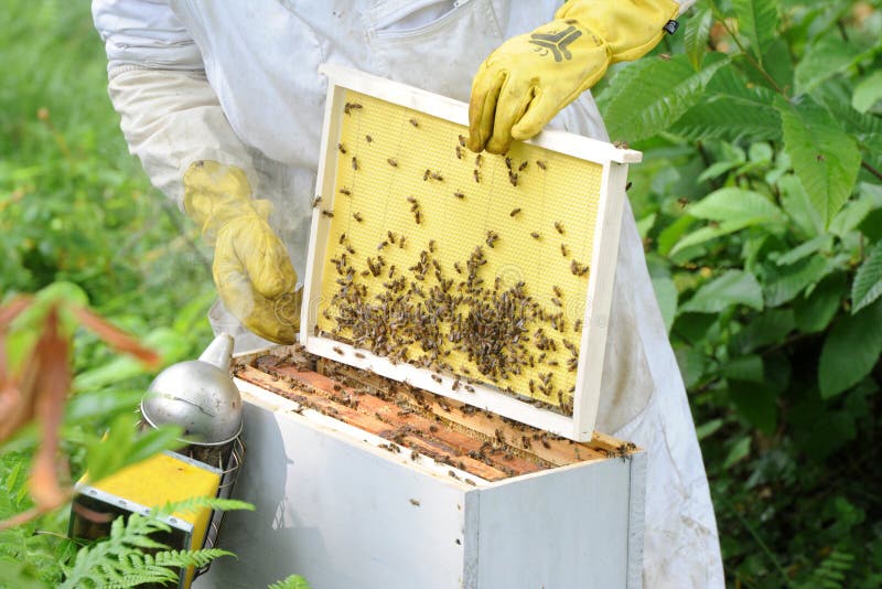 Beekeeper working editorial stock image. Image of working - 55481774