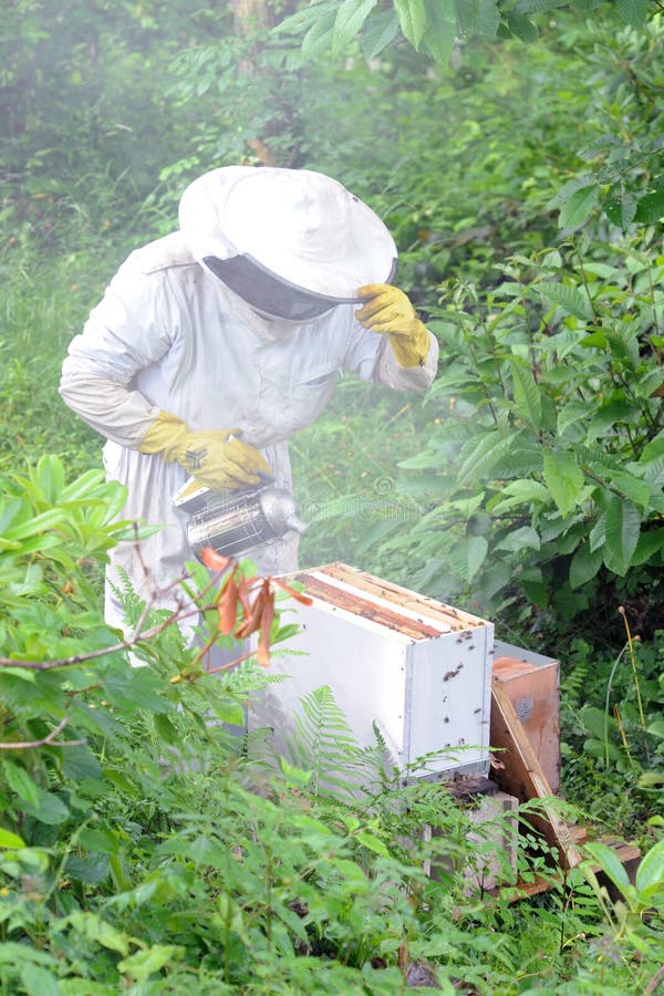 Beekeeper working editorial stock photo. Image of beekeeper - 55482088
