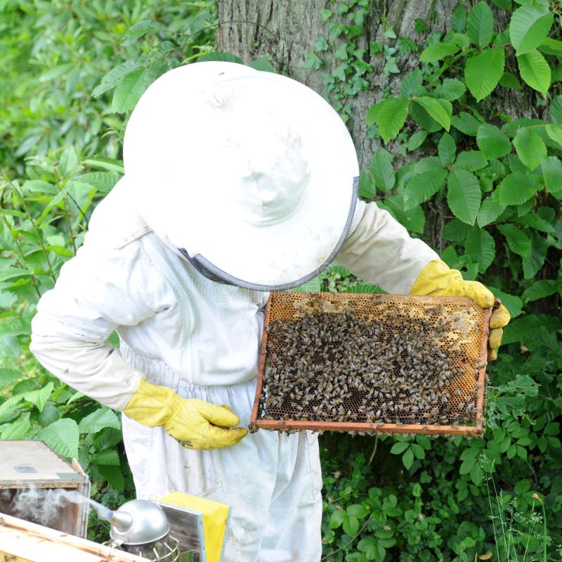 Beekeeper working editorial photo. Image of forest, queen - 55482316