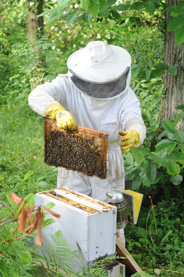 Beekeeper working editorial stock image. Image of ecology - 55482319