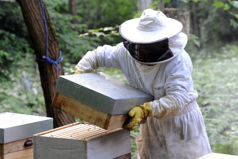 Beekeeper working editorial photography. Image of socket - 55482867