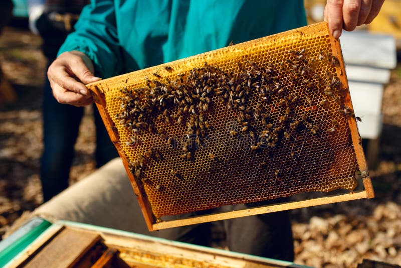 Beekeeper Working Collect Honey Outside. Horizontal View. Stock Image ...