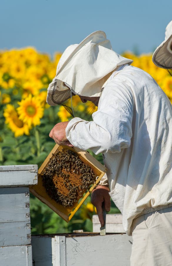 Beekeeper Consider Bees in Honeycombs with a Magnifying Glass ...