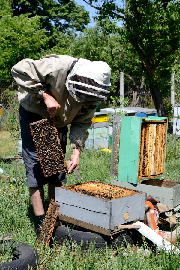 Beekeeper working stock image. Image of greenery, male - 31096567