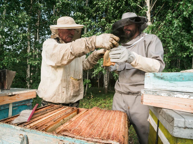 Male Beekeeper Working in His Apiary on a Bee Farm, Beekeeping Concept ...