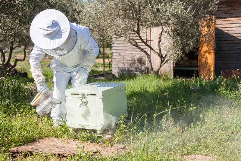 Beekeeper Working in His Apiary Stock Photo - Image of hive, pollinate ...