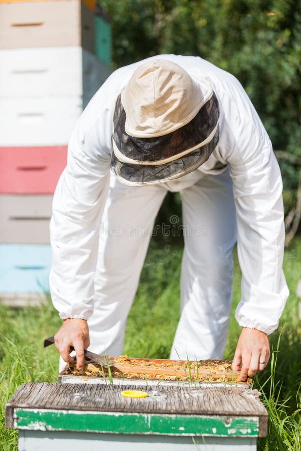 Beekeeper Working in His Apiary Stock Photo - Image of apiary, frame ...
