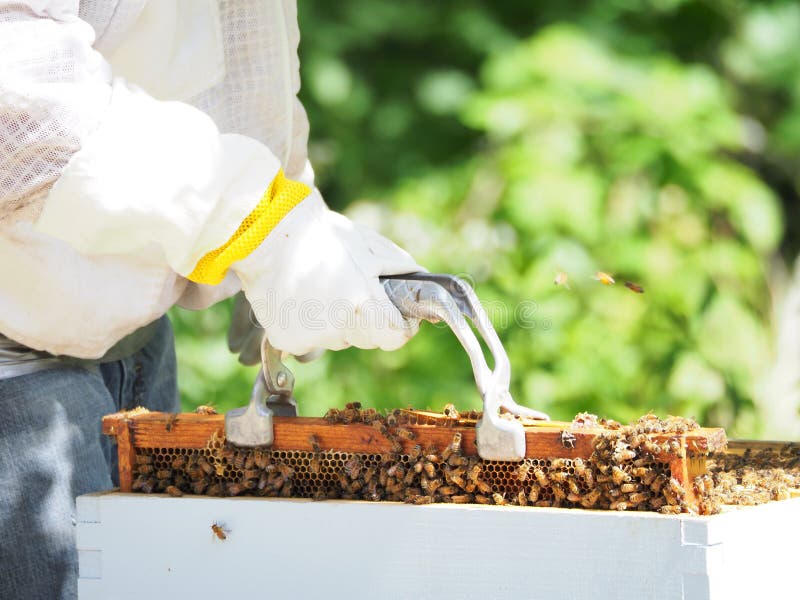Home Beekeeping in a Bee Suit To Save the Environment Stock Photo ...