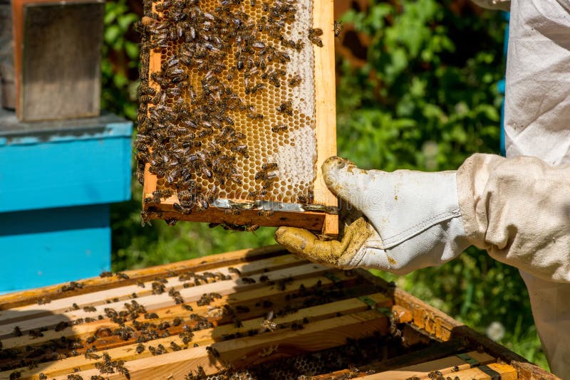 Beekeeper Working on His Beehives in the Garden Stock Photo - Image of ...