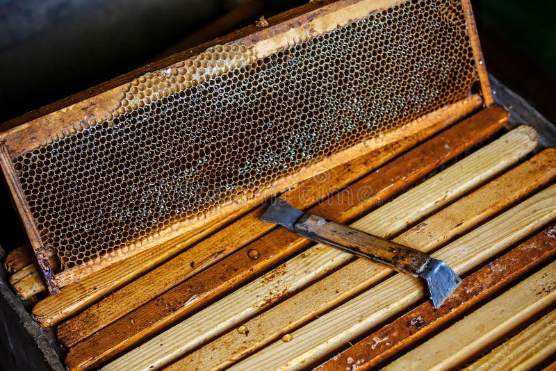 284 Vintage Beekeeping Equipment Stock Photos - Free & Royalty-Free ...