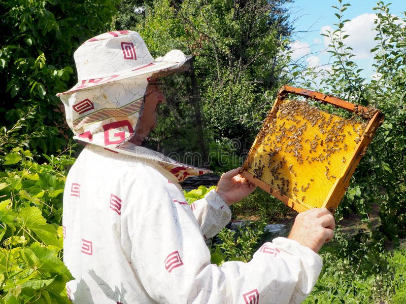 Beekeeper Works in the Apiary Stock Photo - Image of beekeeping, colony ...
