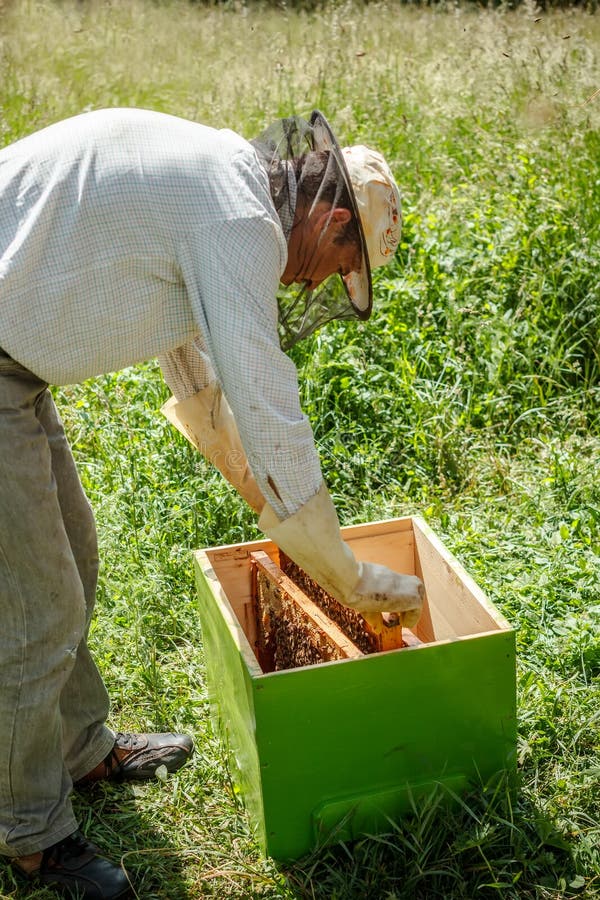 stock image. Image of organic, male, larva, colony, honey - 31455415