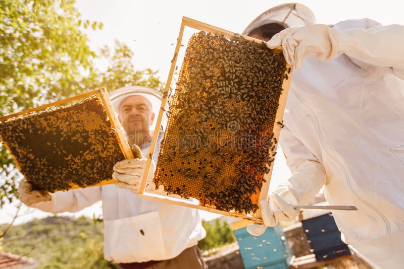 Beekeepers on apiary. stock image. Image of comb, beekeeping - 222288085