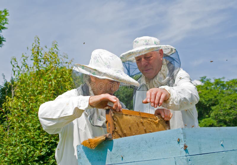 Beekeeper stock photo. Image of conservation, apiarist - 2982378