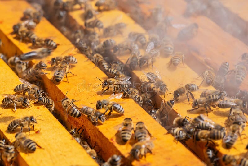 Beekeepers Smoking Hive. Bees and Smoke Stock Image - Image of colony ...