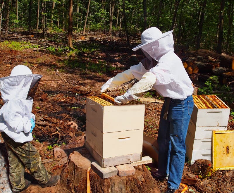 Beekeeping stock image. Image of beehive, leaf, retro, nature - 980021