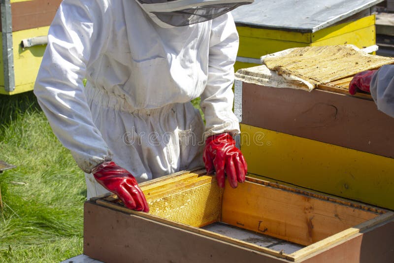 Beekeepers Work on Apiaries with Hives in Special Protective Clothing ...
