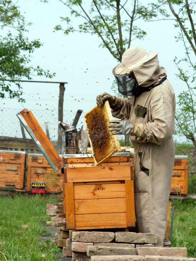 The beekeepers work. stock image. Image of farm, occupation - 70158957