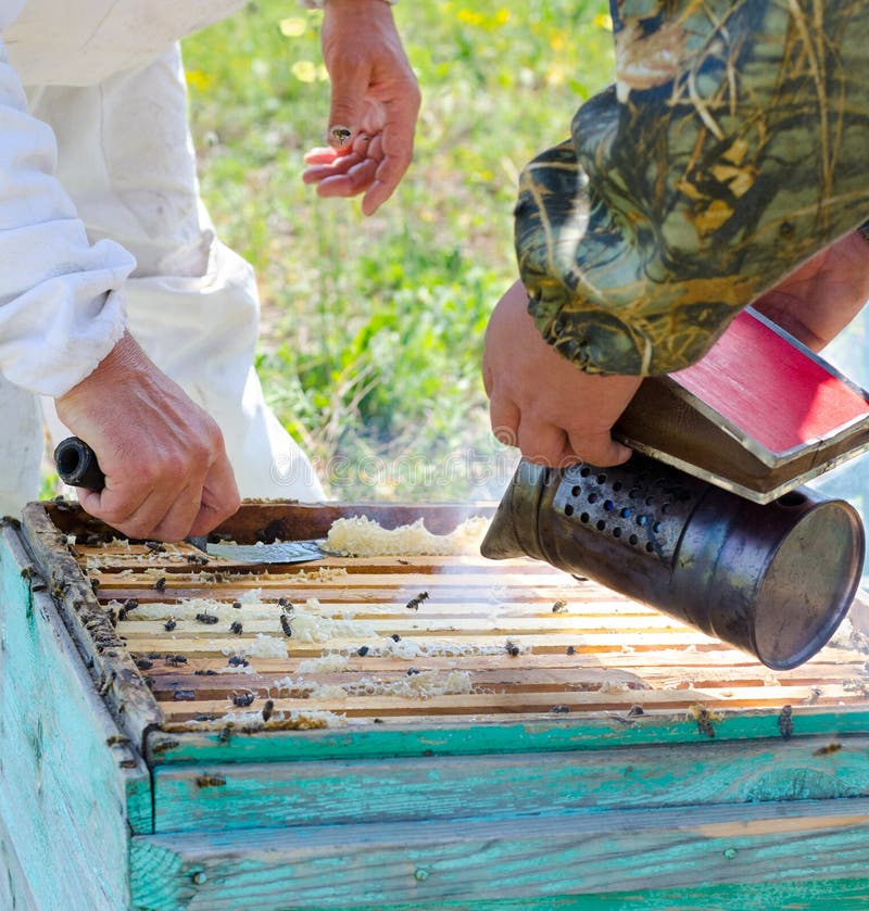 Beekeeper at work stock image. Image of green, lower - 35488861