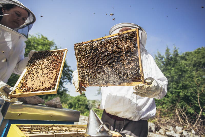 Beekeepers Working To Collect Honey. Stock Image - Image of agriculture ...