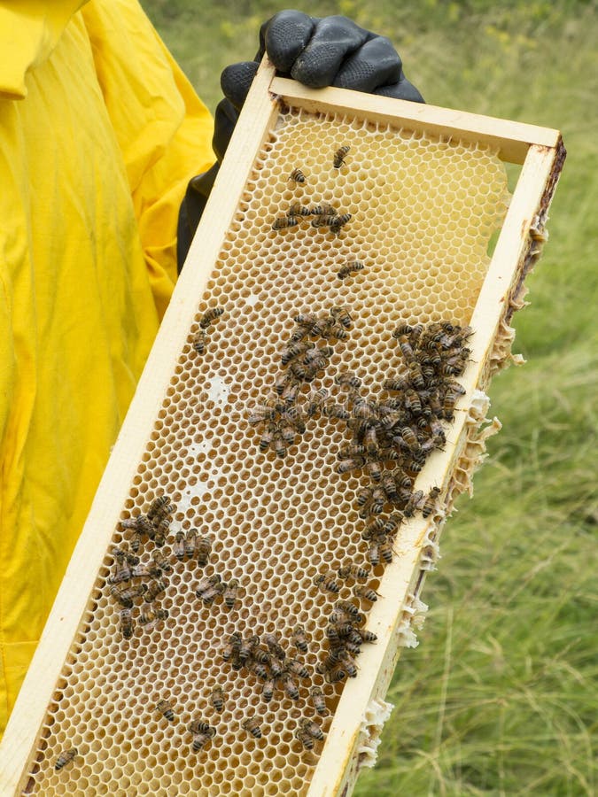 Beekeeping stock photo. Image of insect, ecology, beekeeping - 25858902