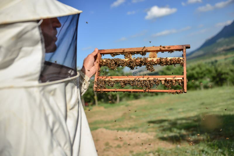 Beekeeping Activities and Work Stock Photo - Image of discipline ...