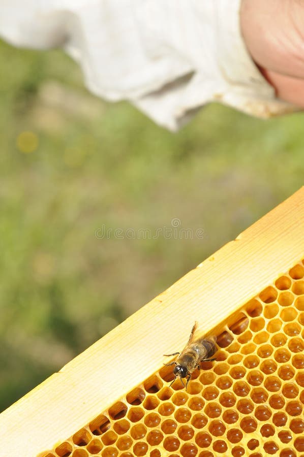 Beekeeping stock photo. Image of environment, diet, grub - 44243088