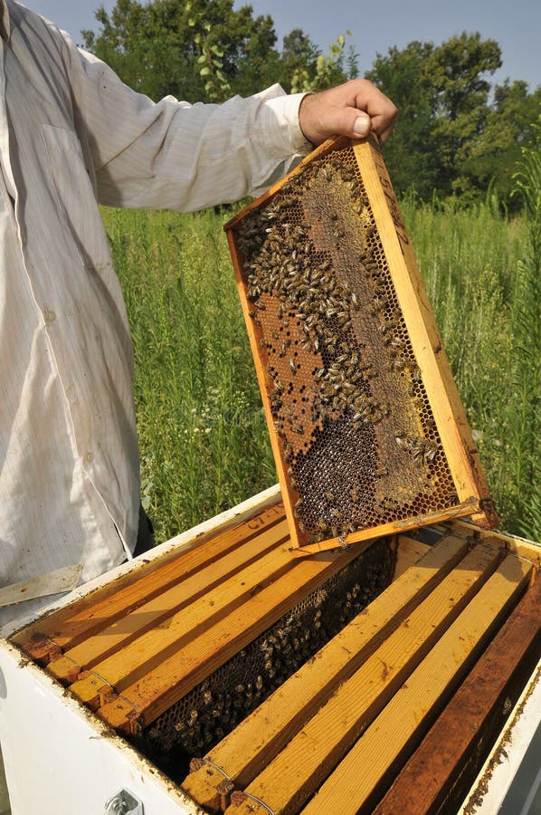 Beekeeping stock image. Image of garden, diet, gastronomy - 44243301